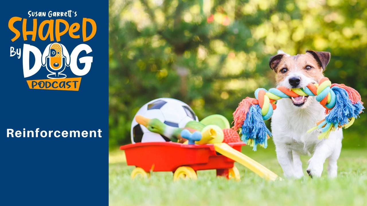 Episode 2: Reinforcement - DogsThat