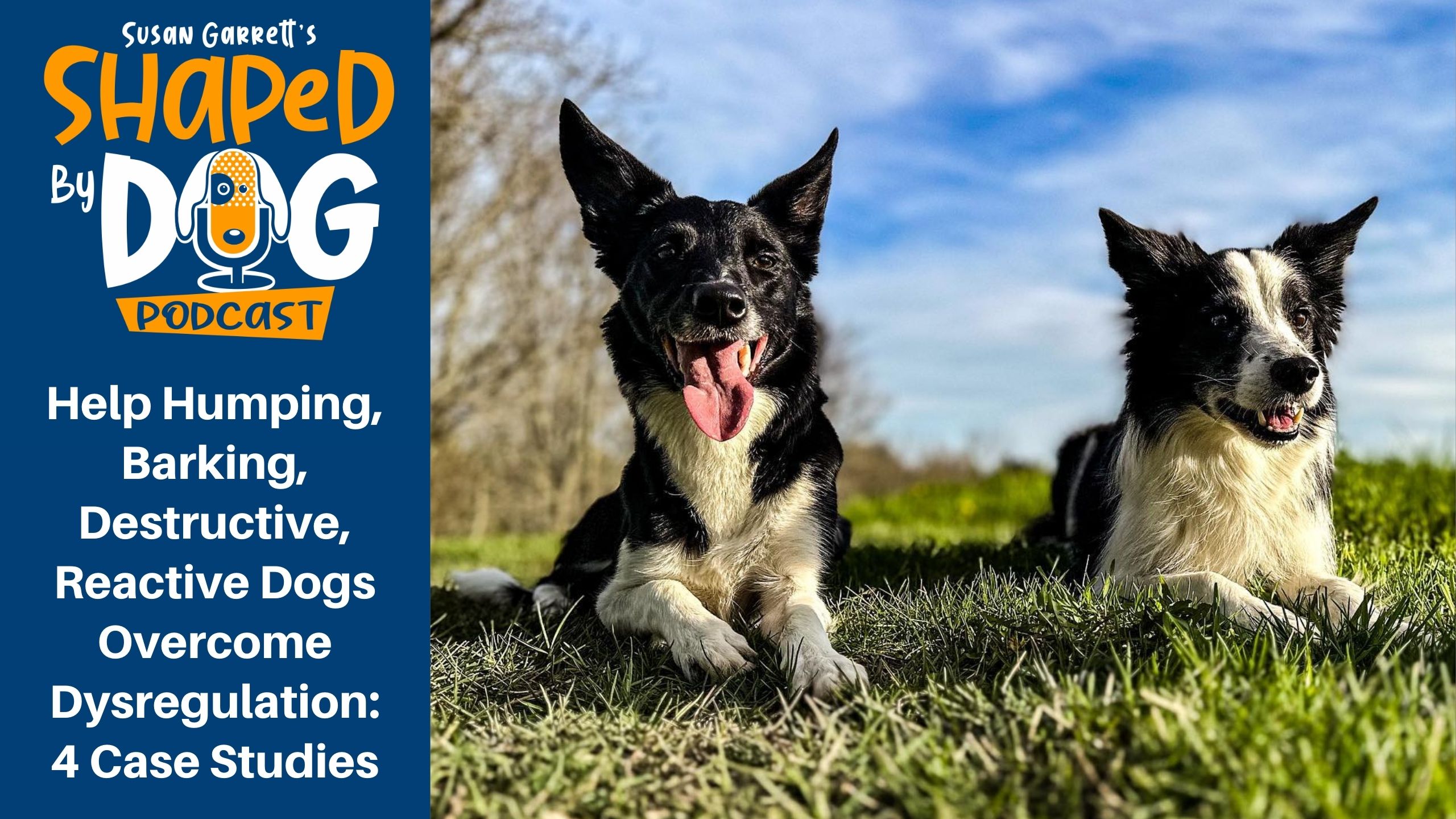 Episode 220: Help Humping, Barking, Destructive, Reactive Dogs Overcome ...
