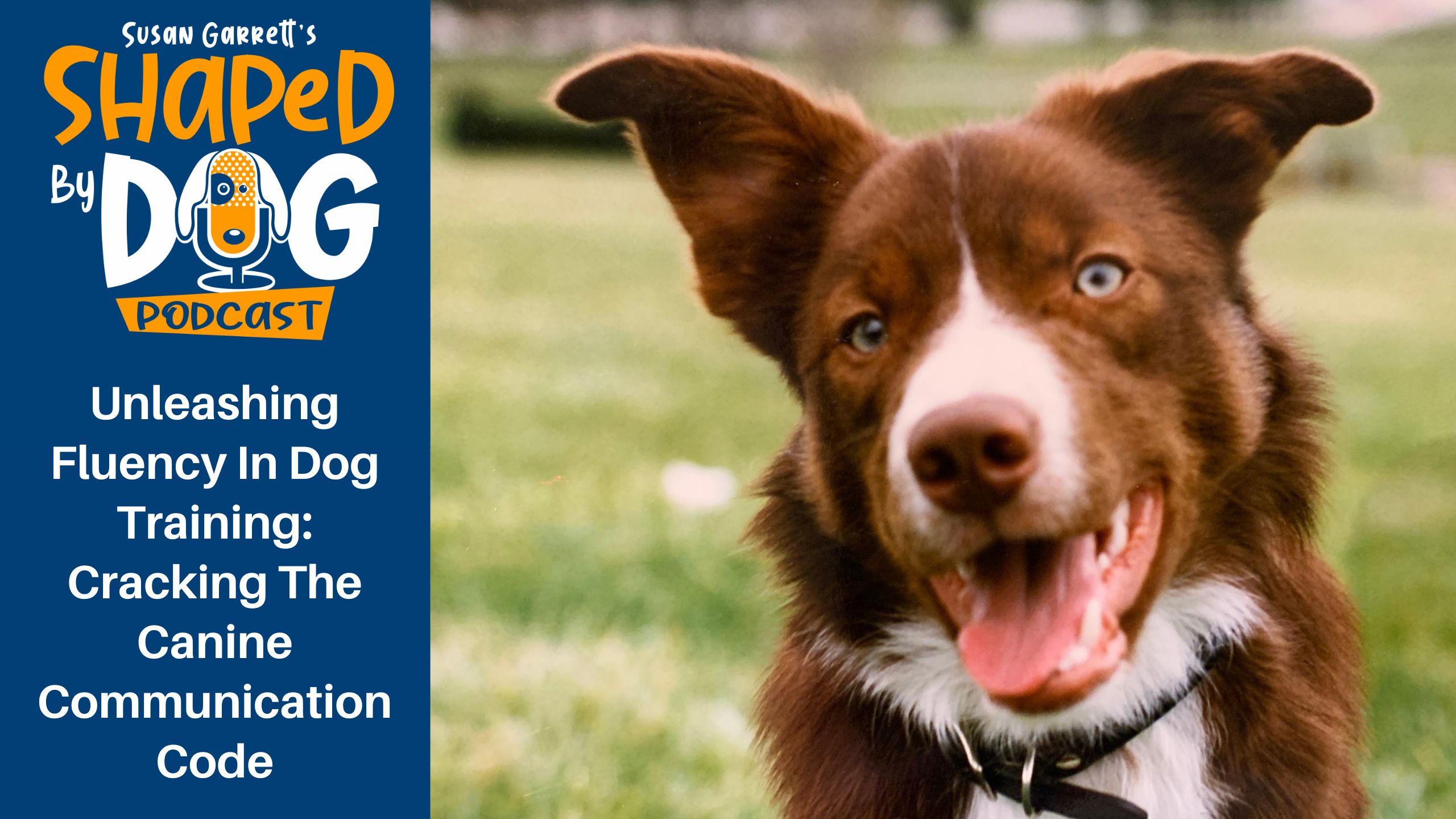 Episode 224: Unleashing Fluency In Dog Training: Cracking The Canine ...