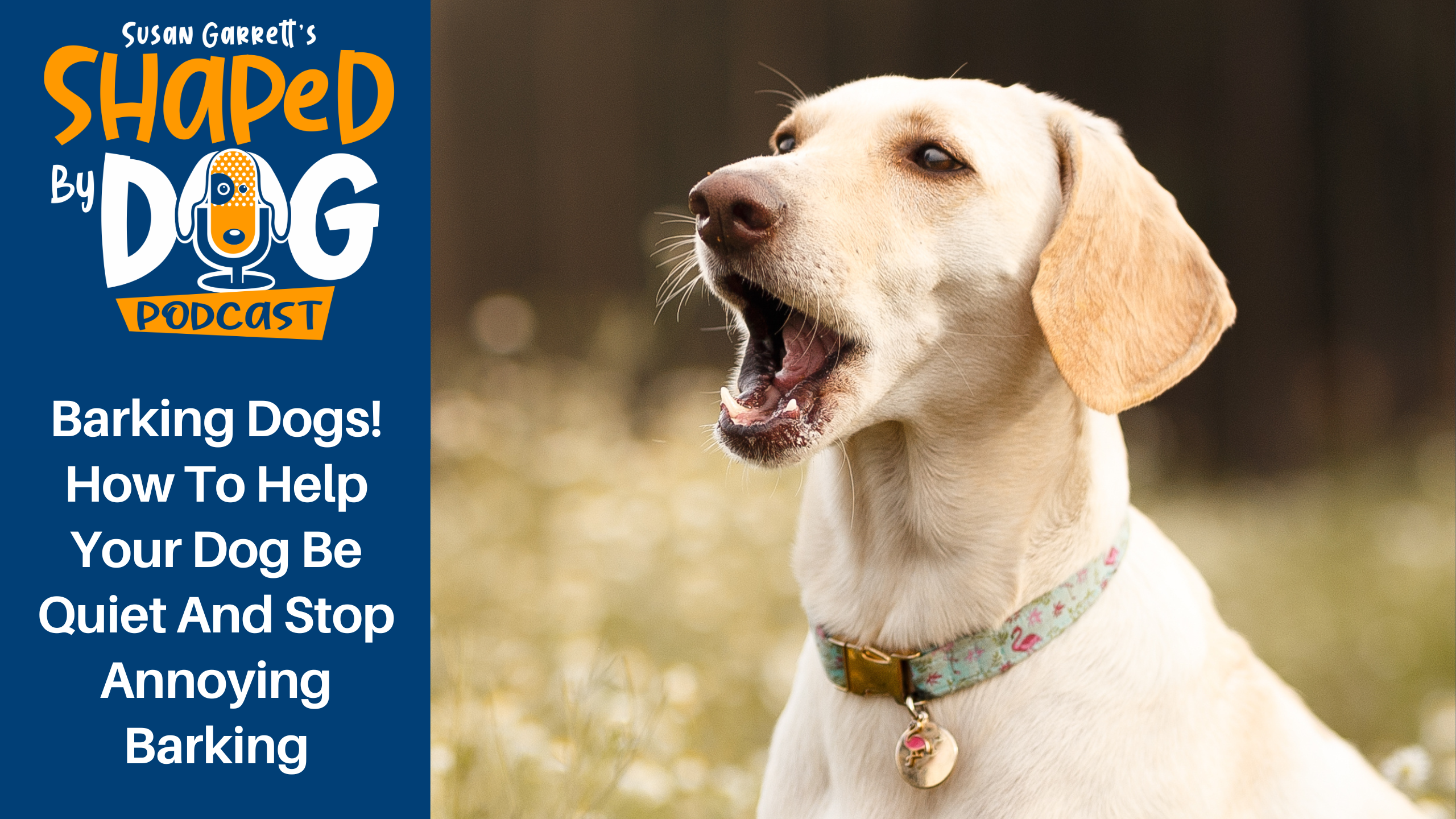Episode 239: Barking Dogs! How To Help Your Dog Be Quiet And Stop ...