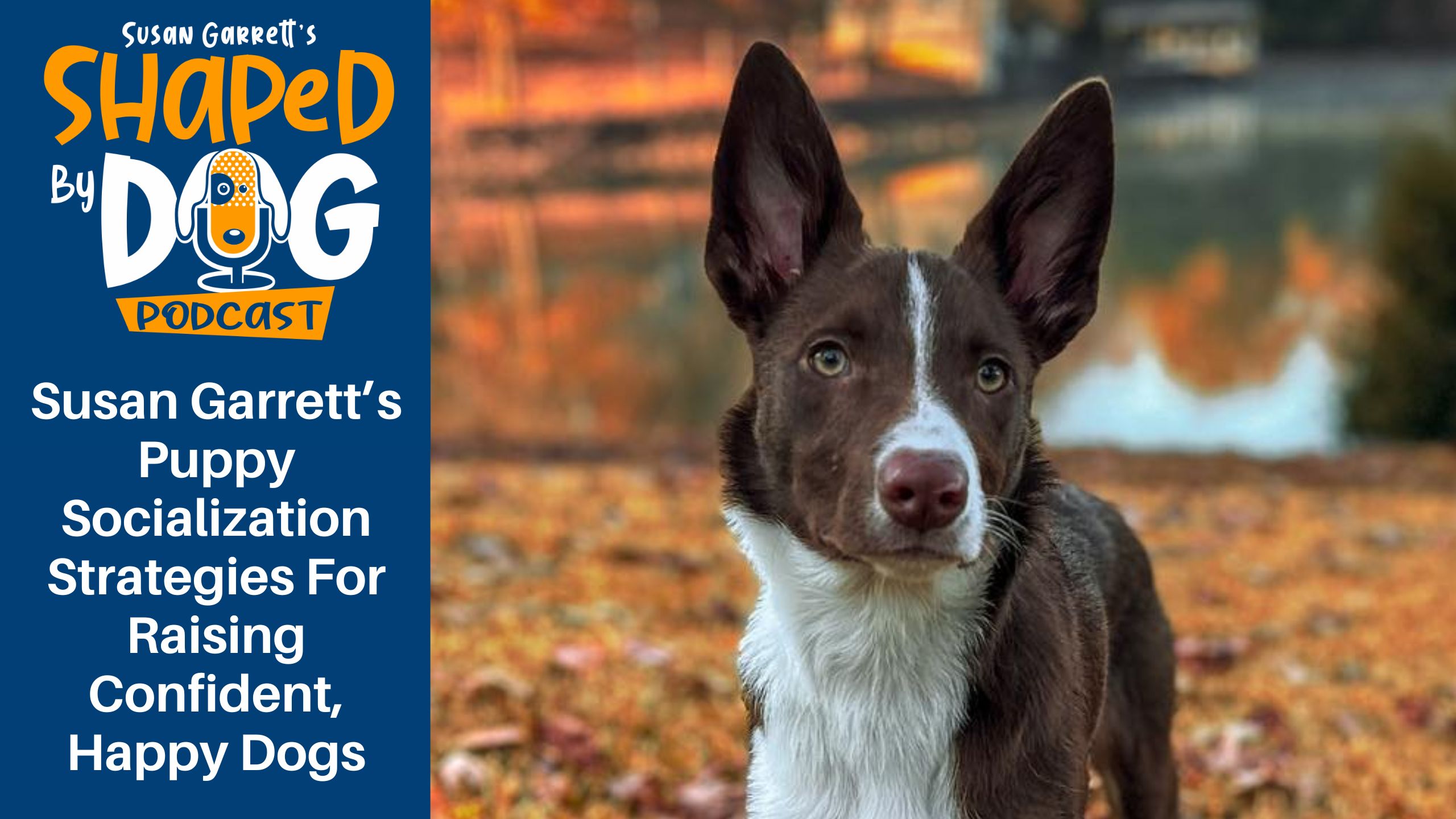 Episode 246: Susan Garrett’s Puppy Socialization Strategies For Raising ...