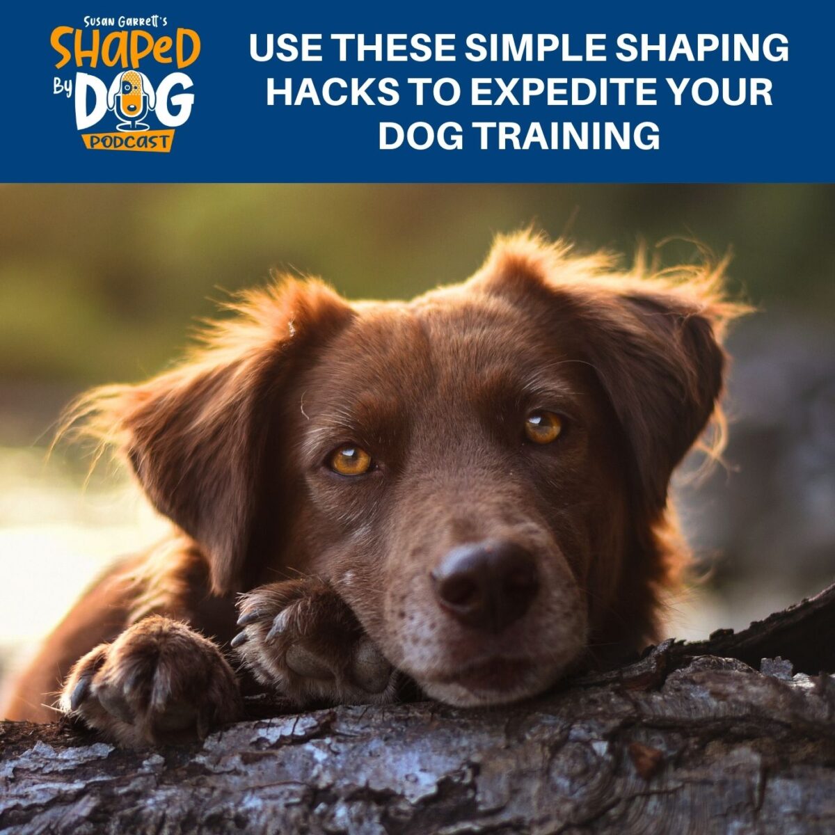 Susan Garrett’s Shaped by Dog Podcast