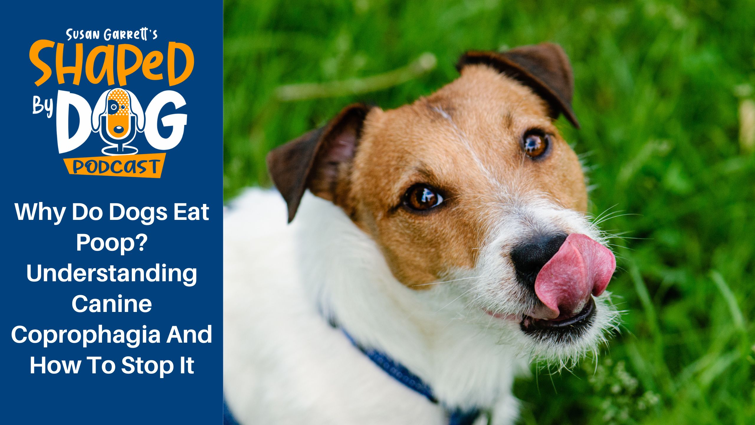 Episode 279: Why Do Dogs Eat Poop? Understanding Canine Coprophagia And ...