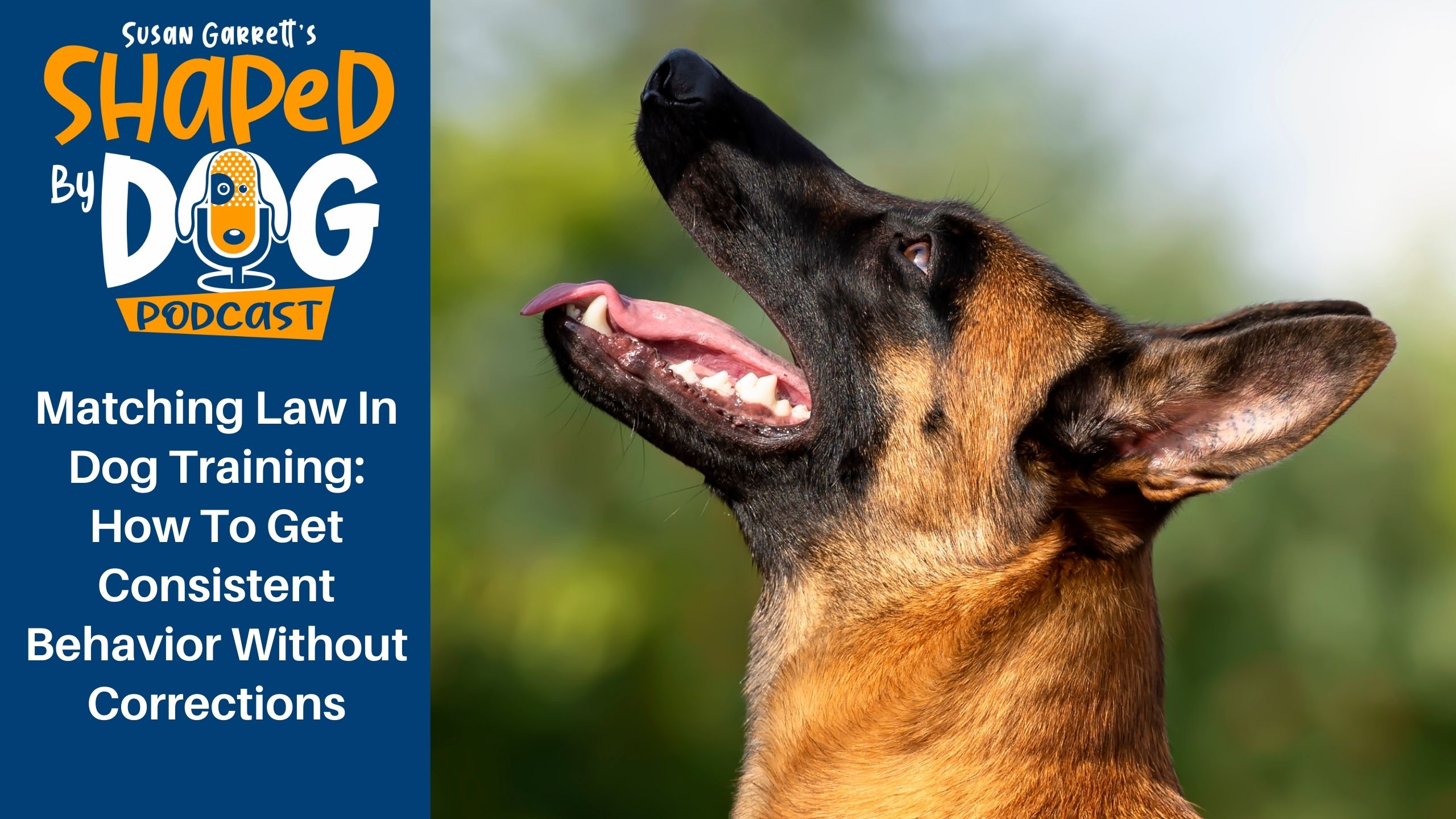 Episode 288: Matching Law In Dog Training: How To Get Consistent ...