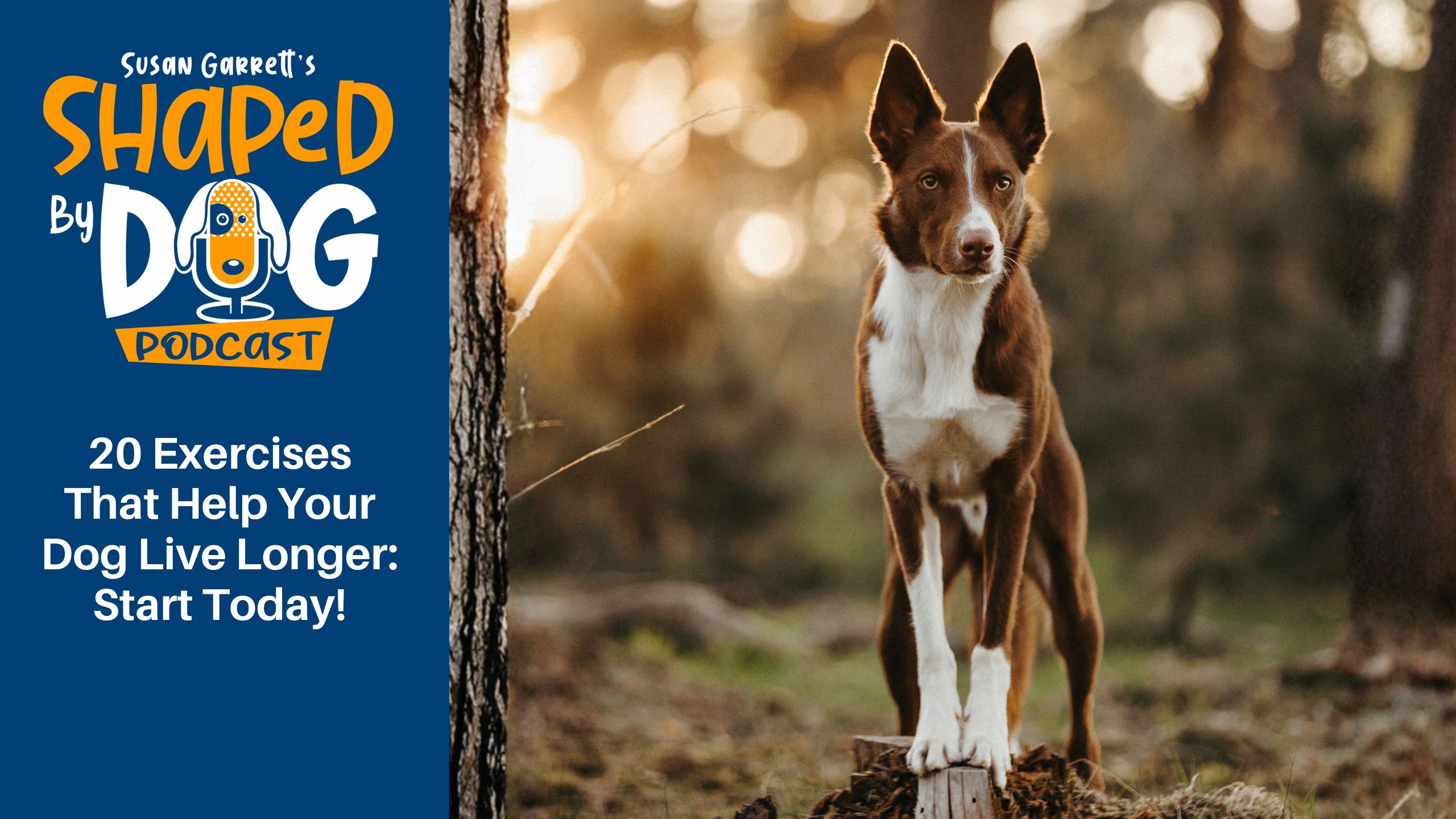 Episode 317: 20 Exercises That Help Your Dog Live Longer: Start Today ...