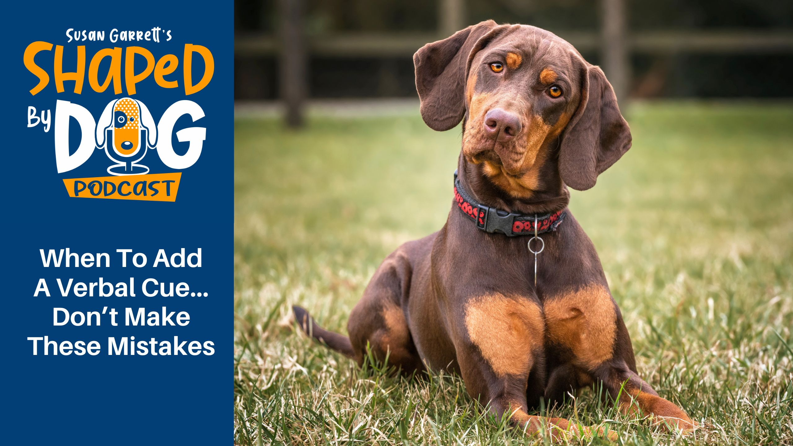 Episode 325: When To Add A Verbal Cue… Don’t Make These Mistakes - DogsThat