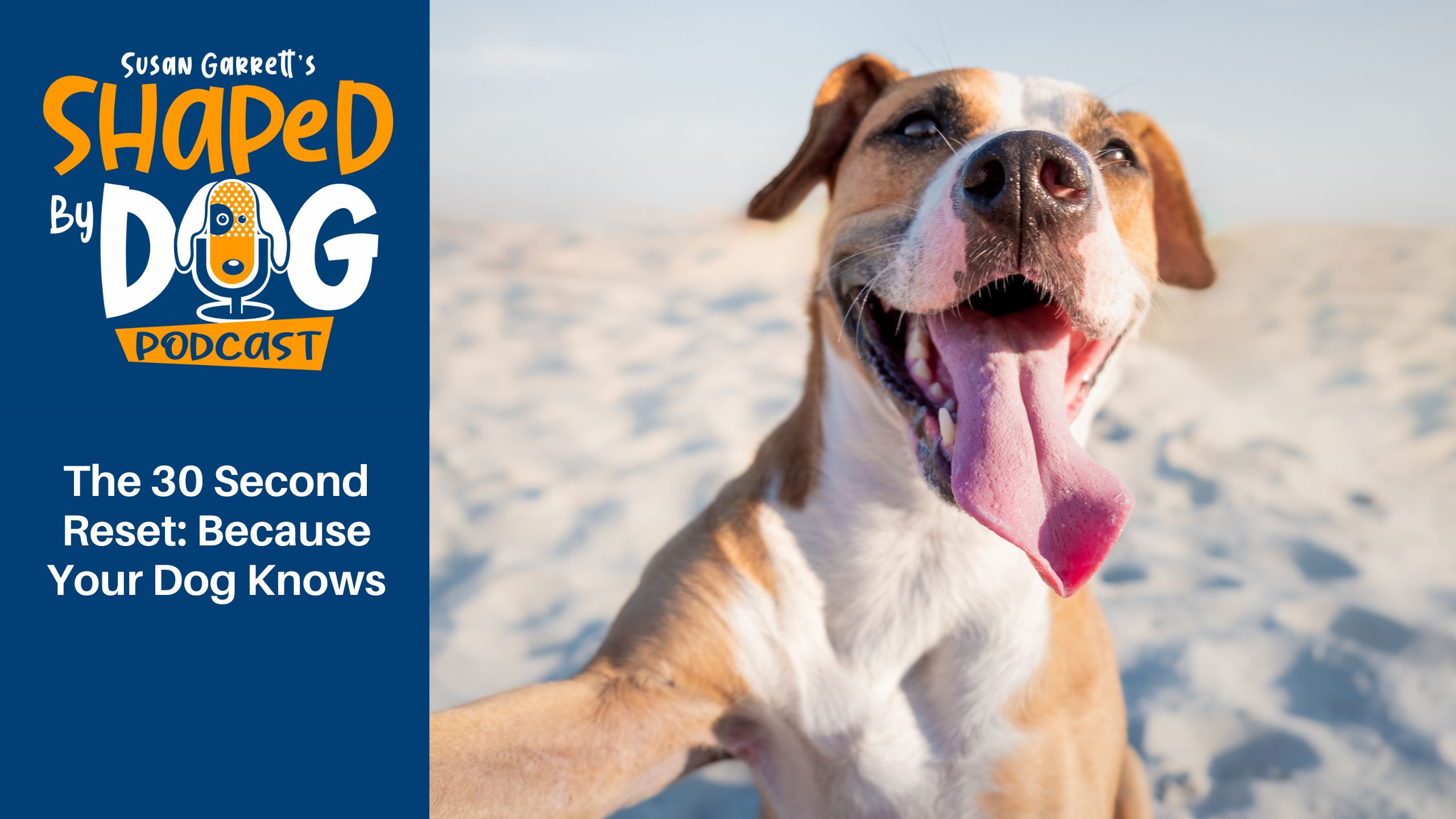Episode 326: The 30 Second Reset – Because Your Dog Knows - DogsThat
